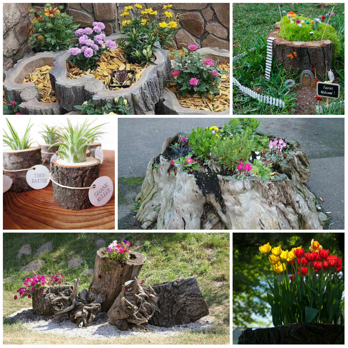 Flower Stump In The Garden